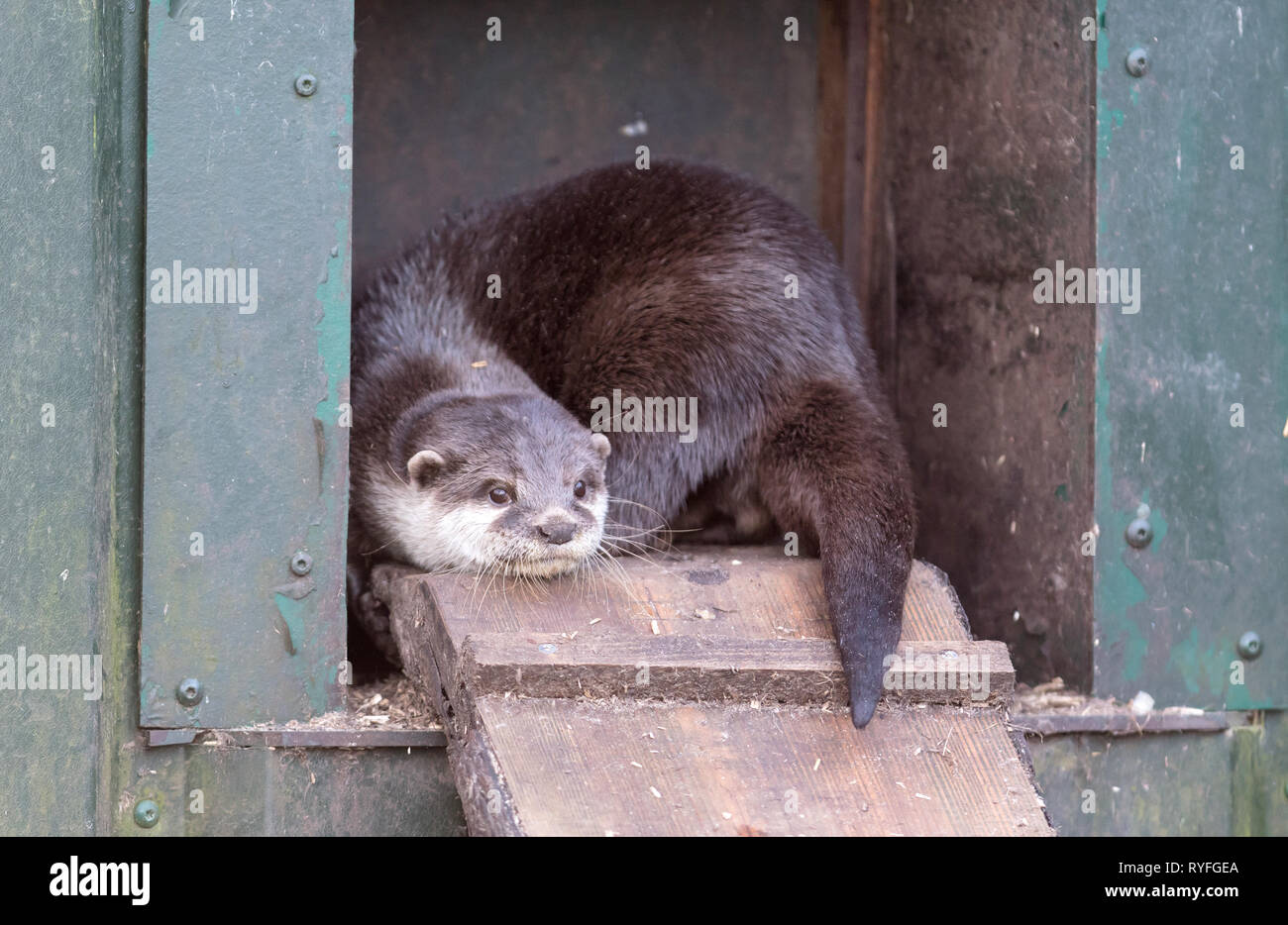 Eurasian river otter nest hi-res stock photography and images - Alamy