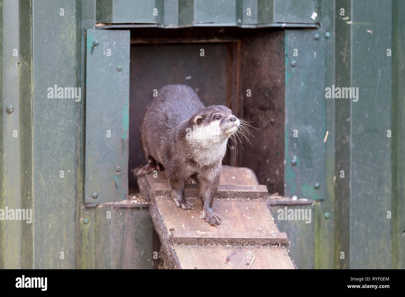 Eurasian otter underwater hi-res stock photography and images - Alamy