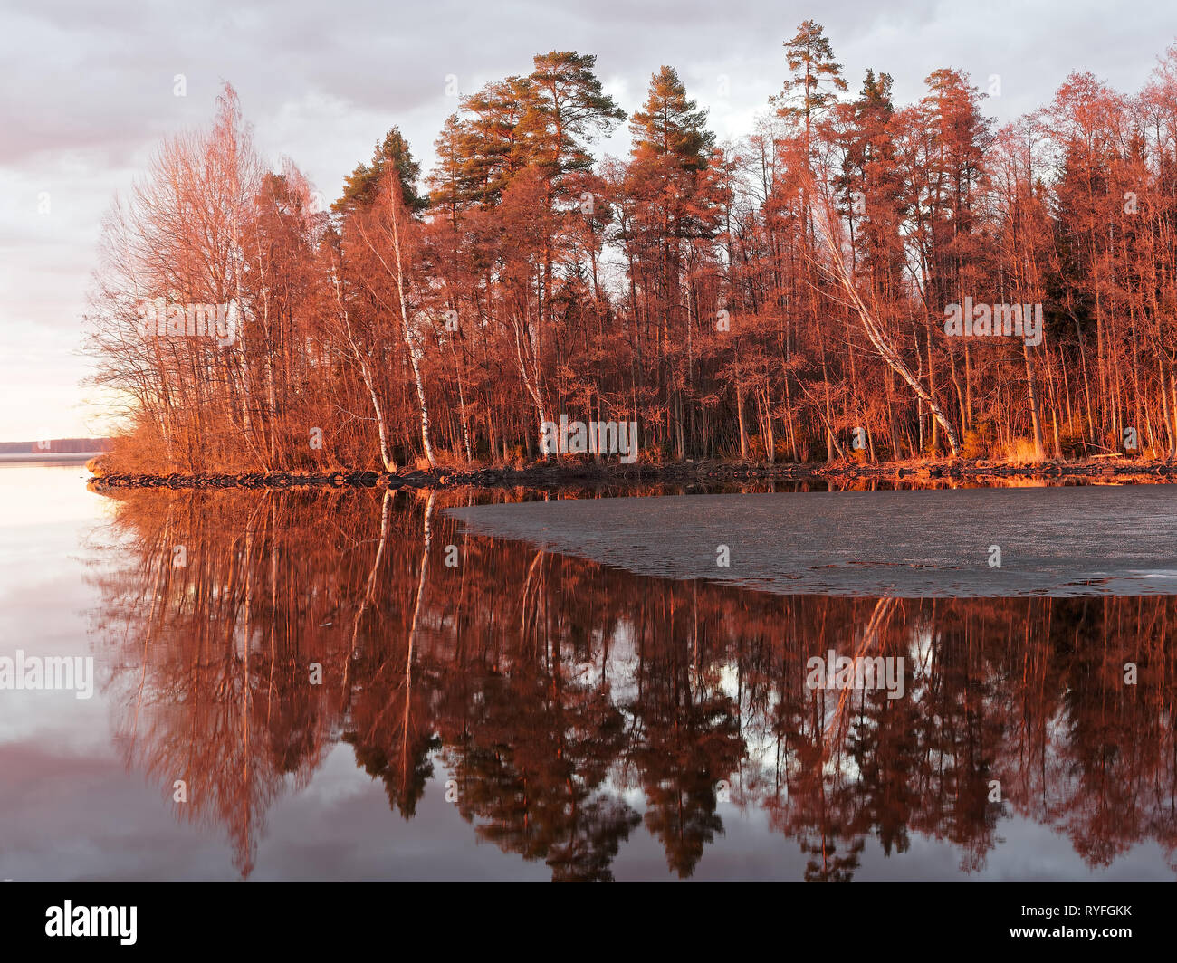 Early spring forest on the shore of a lake in Finland. Trees colored ...