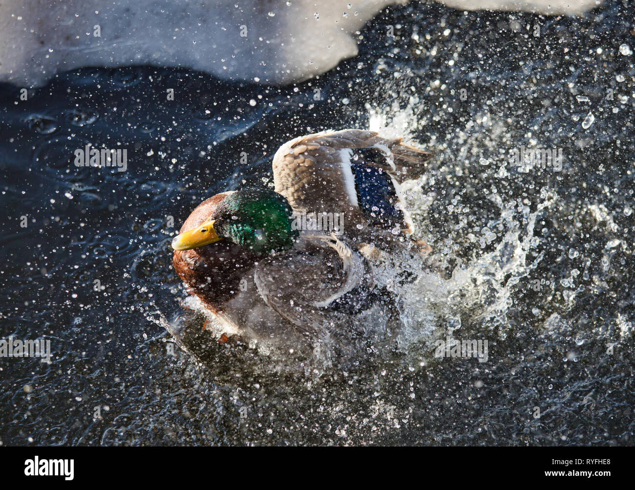 Male Mallard Duck Drake Anas Platyrhynchos Splashing In Water Next To