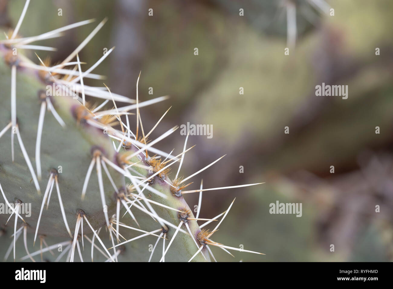 Cactus environment hi-res stock photography and images - Alamy