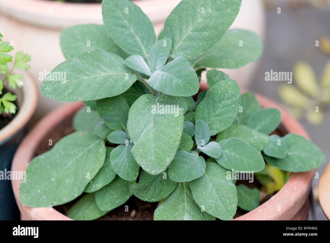 Salvia officinalis hi-res stock photography and images - Alamy