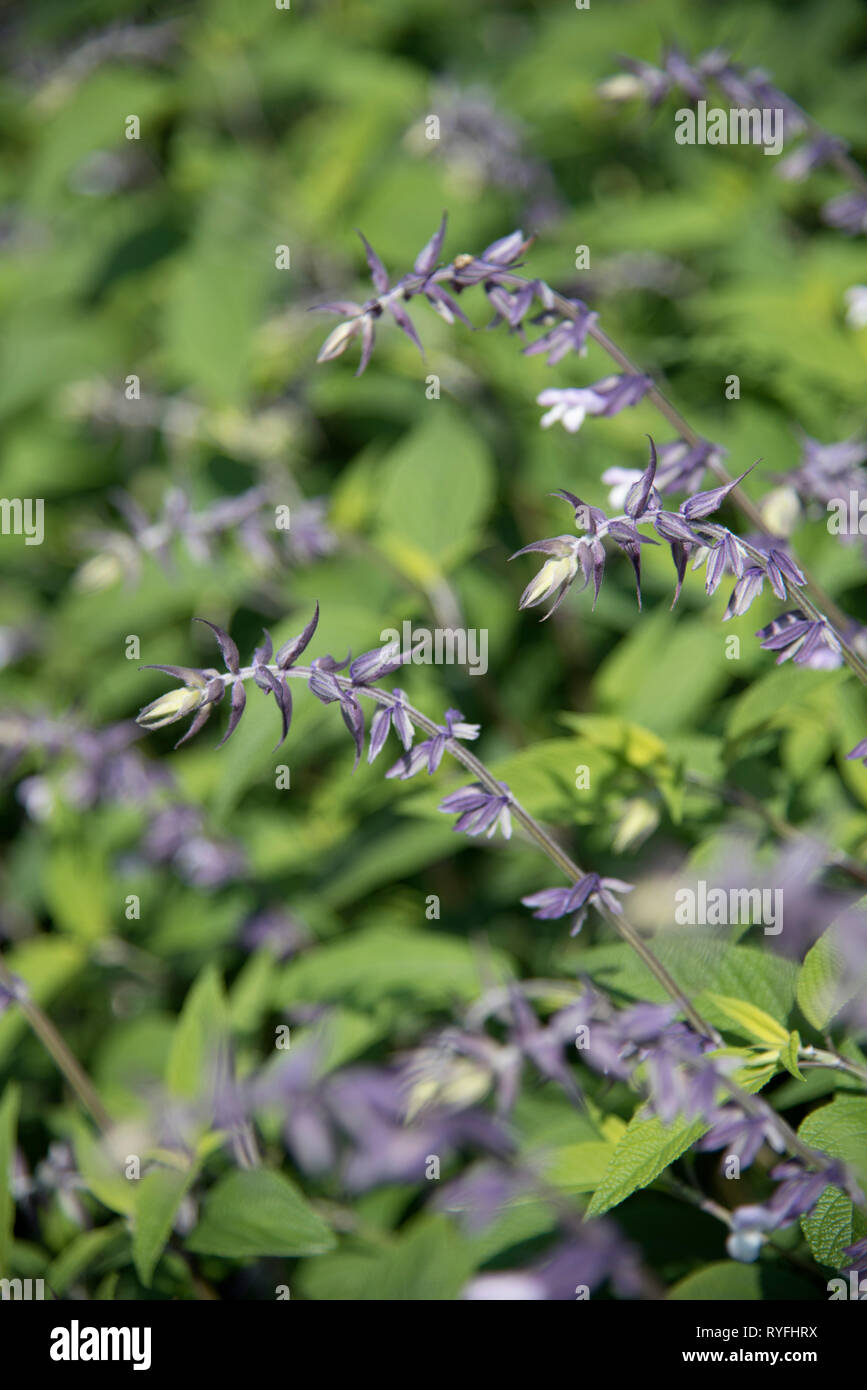 SALVIA PHYLLIS FANCY Stock Photo - Alamy