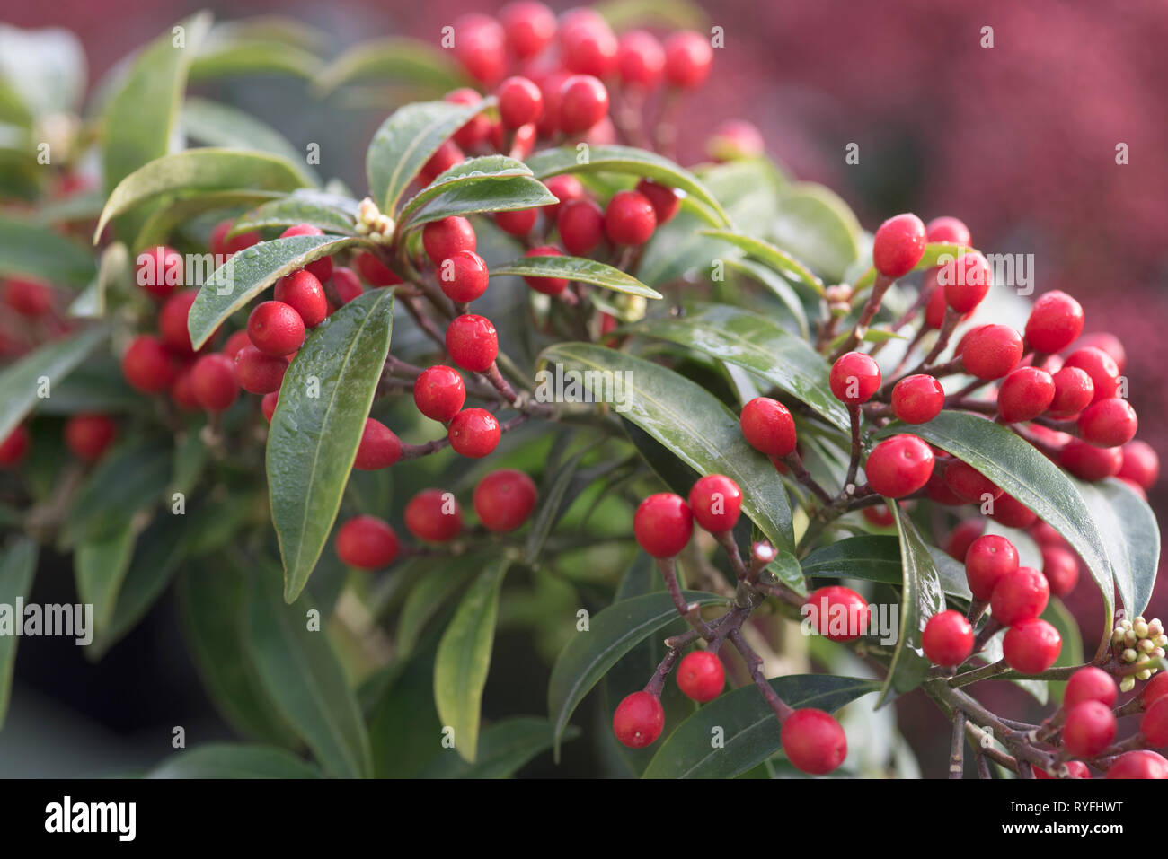 SKIMMIA JAPONICA SUBS REEVESIANA GODRIES LITTLE RUBY Stock Photo - Alamy