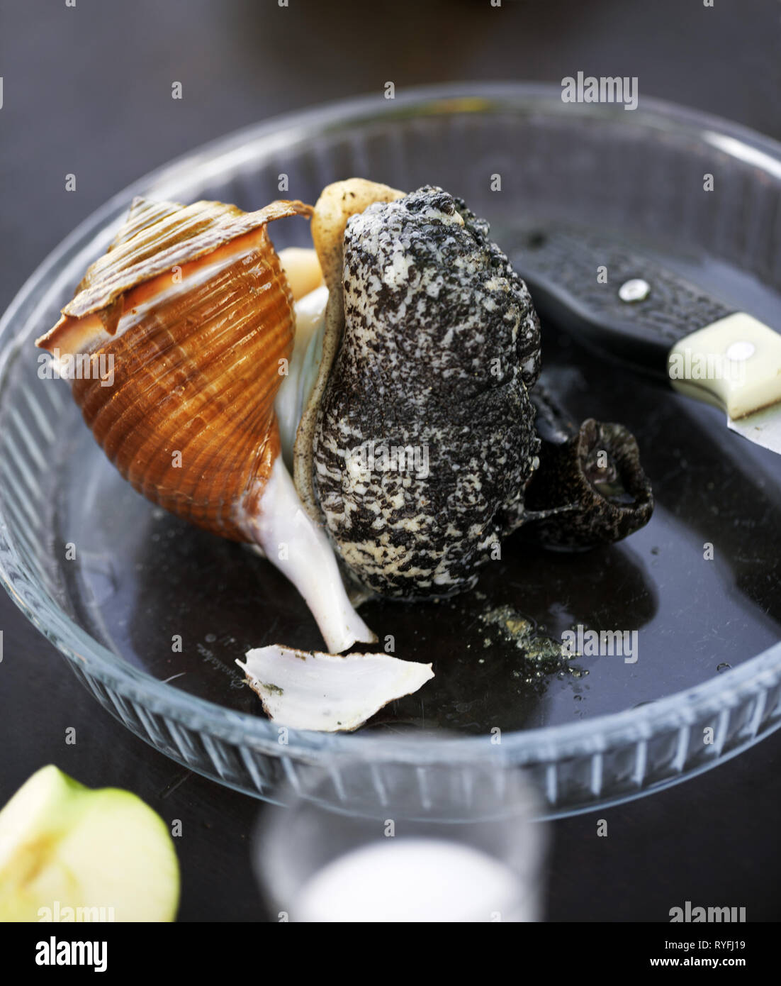 White cone sea shell black hi-res stock photography and images - Alamy