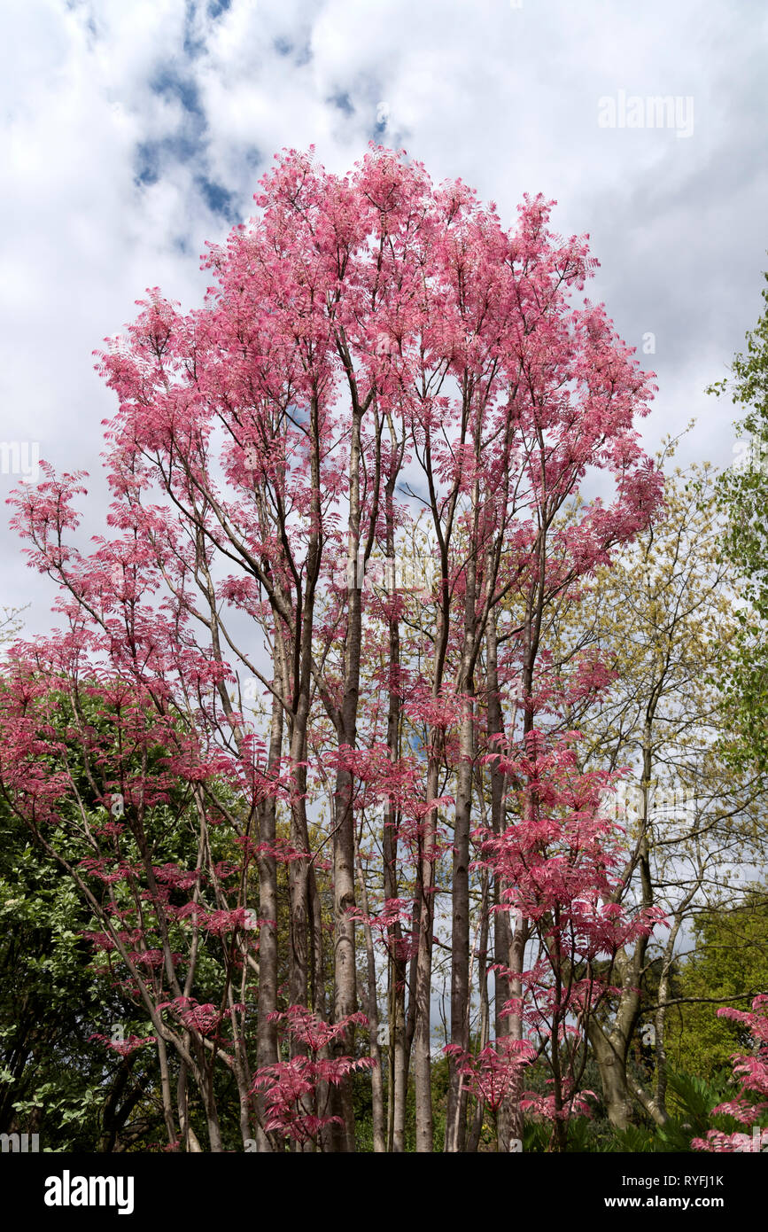 TOONA SINENSIS FLAMINGO Stock Photo - Alamy