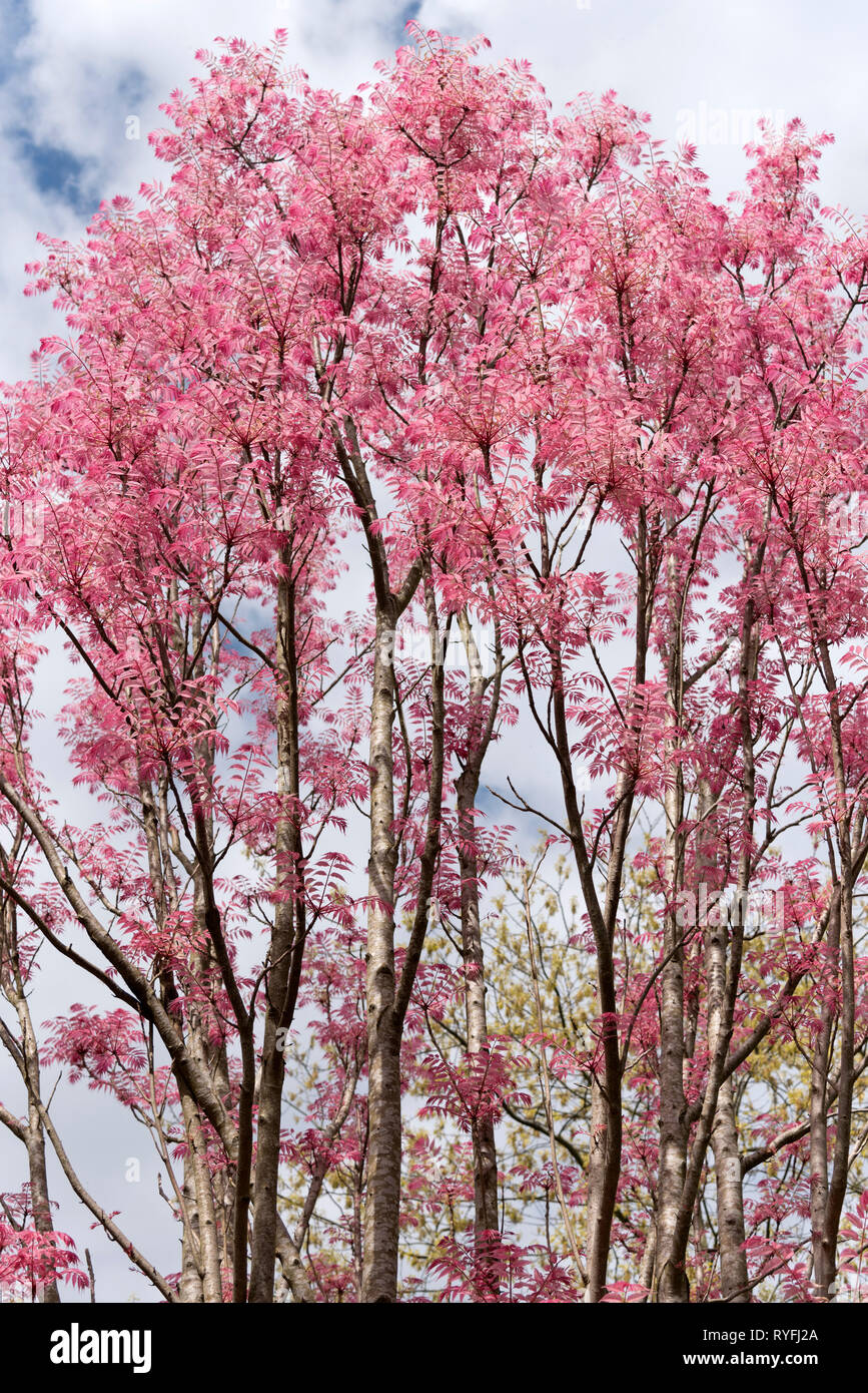 TOONA SINENSIS FLAMINGO Stock Photo - Alamy