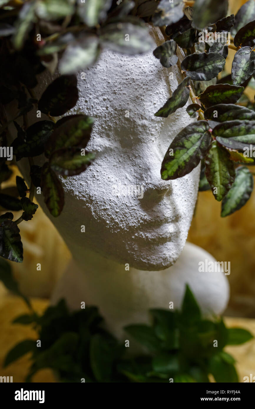 Gypsum Flower High Resolution Stock Photography and Images - Alamy