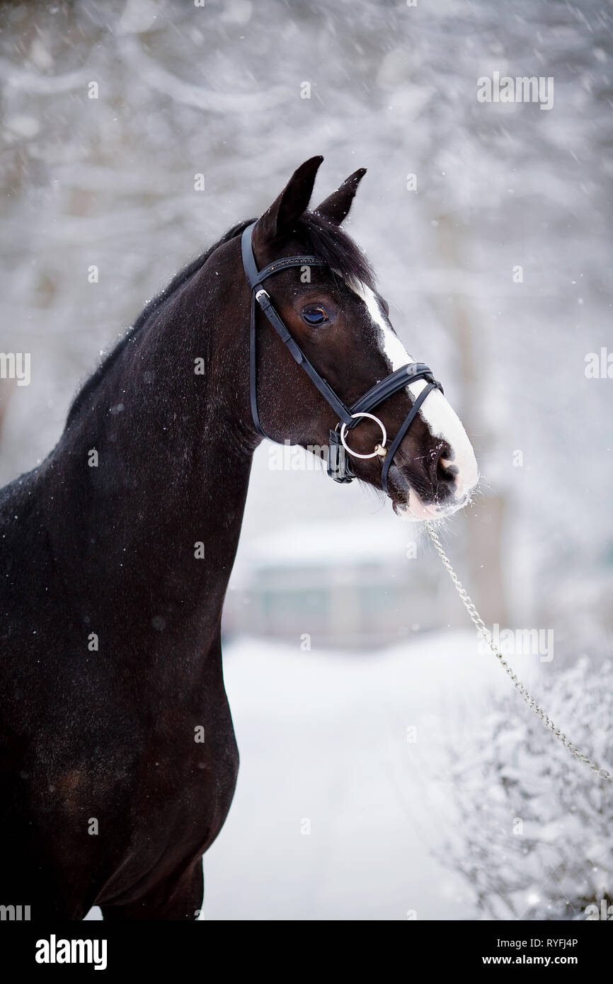 Portrait of a sports stallion. Thoroughbred horse. Beautiful horse ...