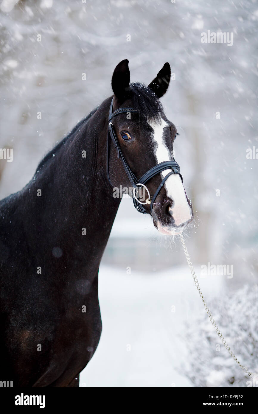Portrait of a sports stallion. Thoroughbred horse. Beautiful horse ...