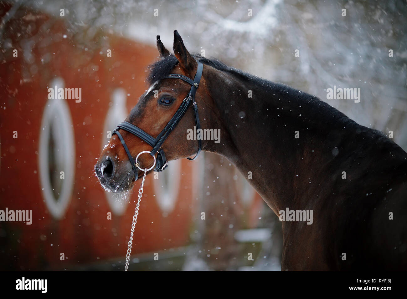 Portrait of a sports stallion. Thoroughbred horse. Beautiful horse ...