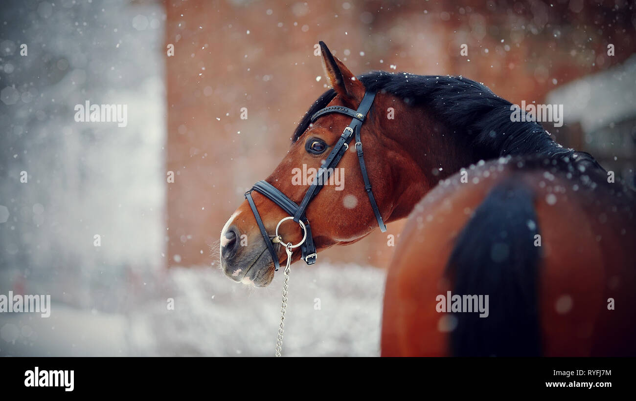Portrait of a sports stallion. Thoroughbred horse. Beautiful horse ...