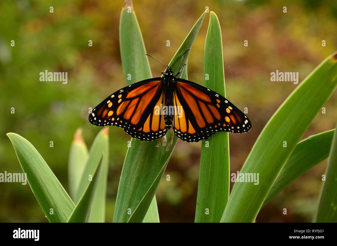 Butterfly scenery hi-res stock photography and images - Alamy