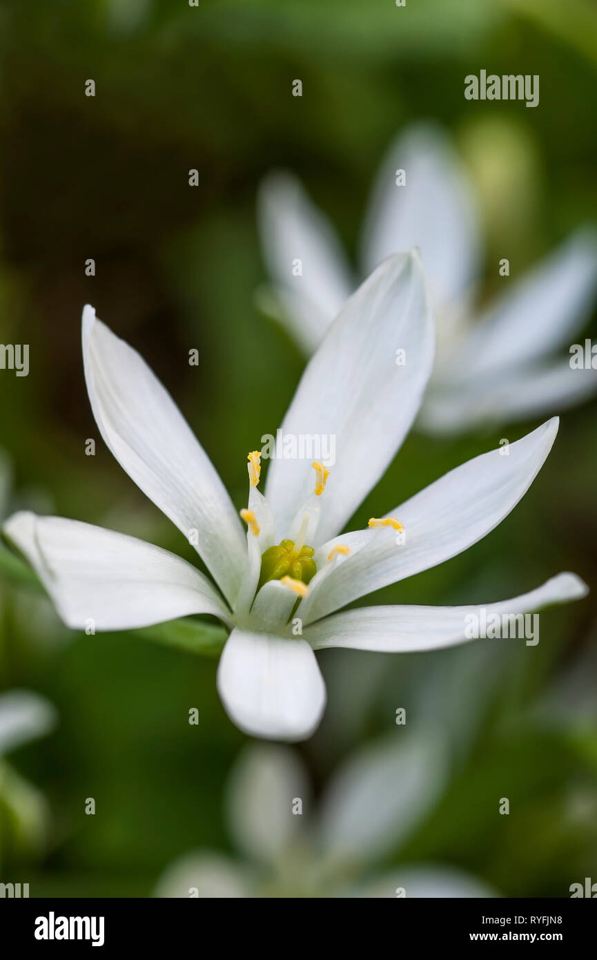 Corymbose raceme hi-res stock photography and images - Alamy