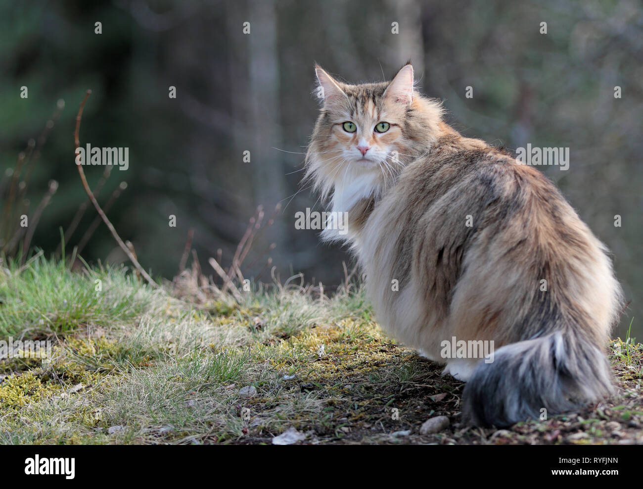 Norwegian forest cat outdoors in forest Stock Photo - Alamy