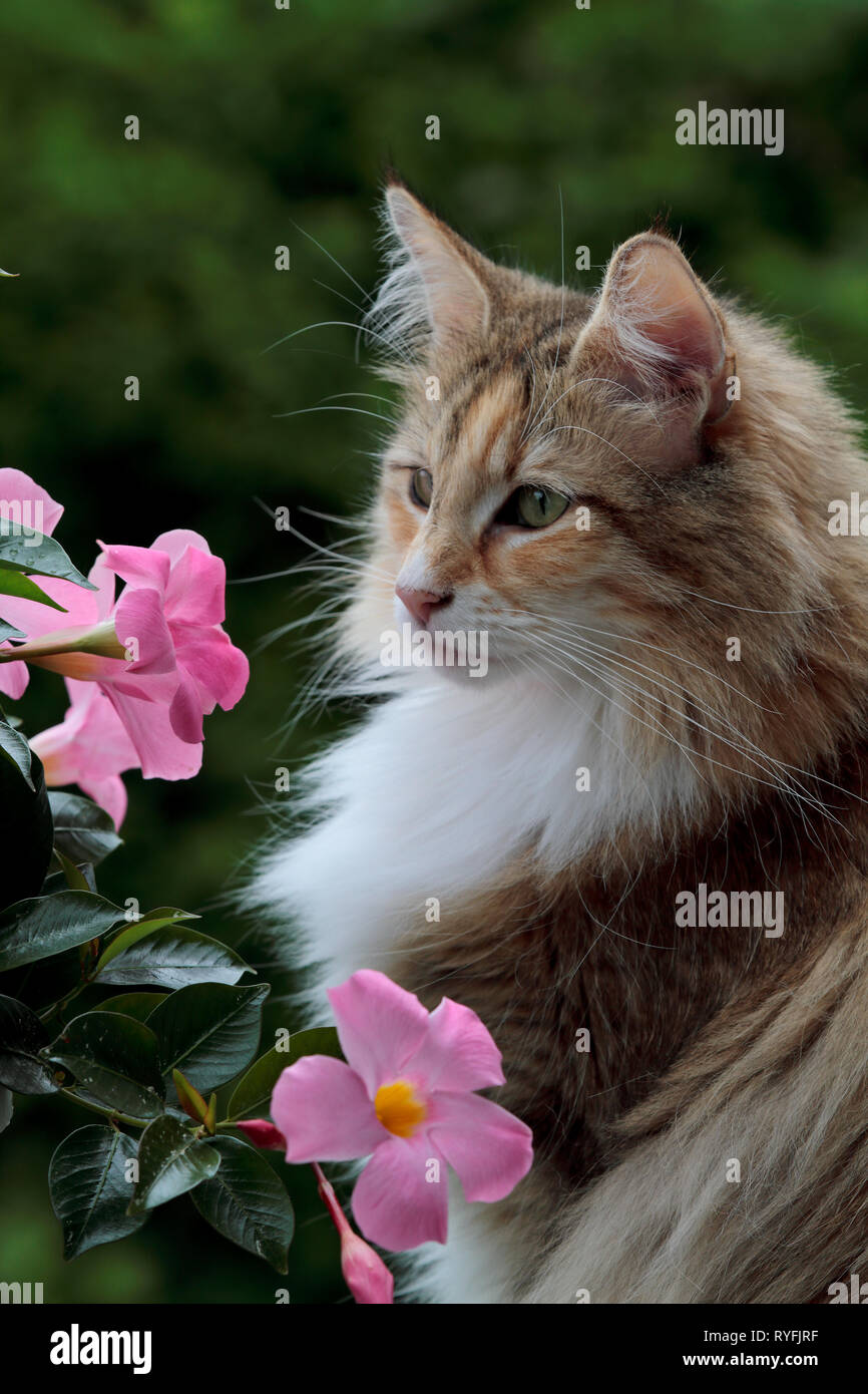 Norwegian forest cat with beautiful pink flowers Stock Photo - Alamy