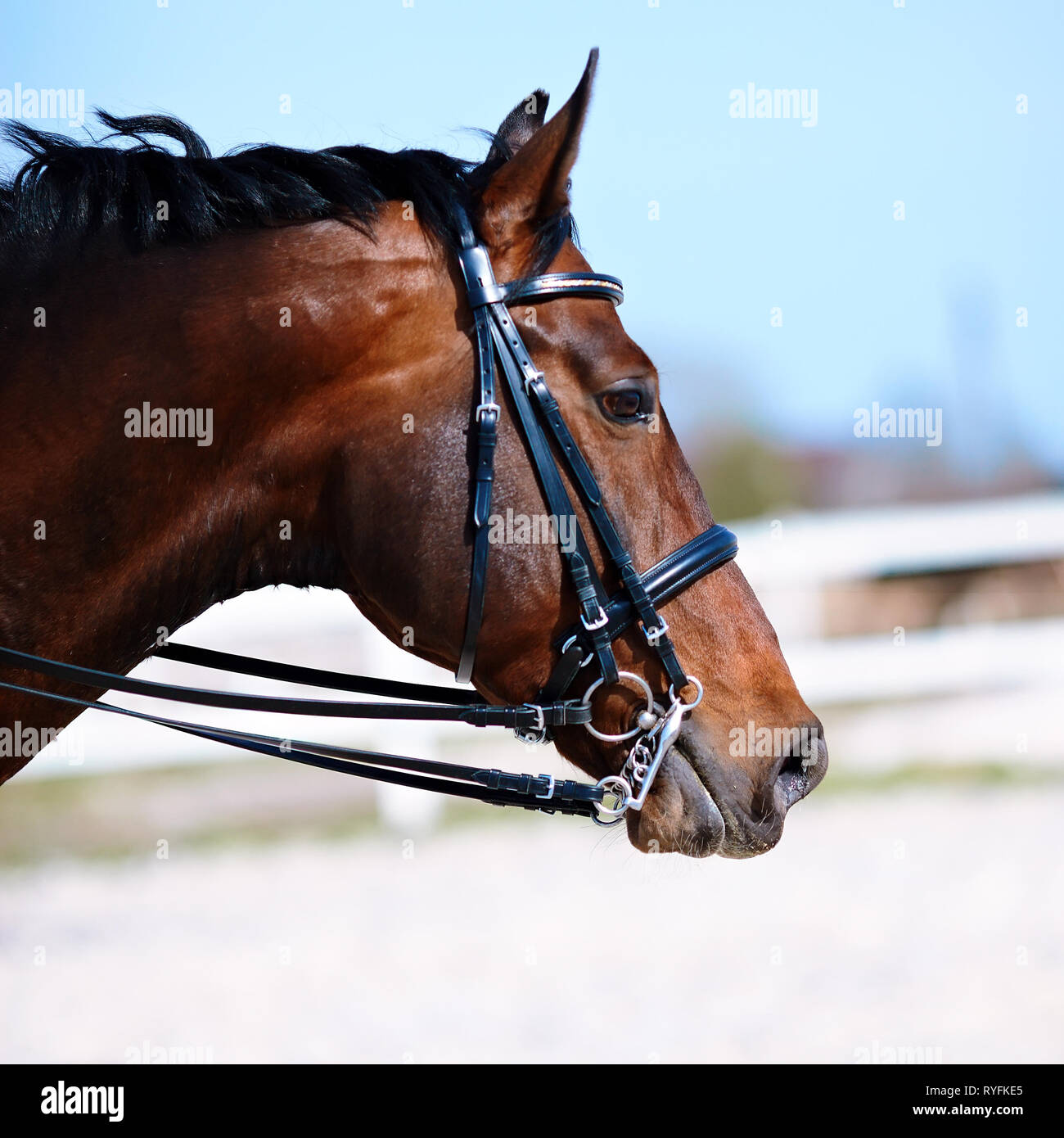 Brown stallion. Portrait of a sports brown horse. Riding on a horse ...