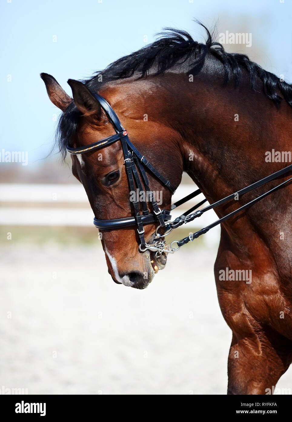 Brown stallion. Portrait of a sports brown horse. Riding on a horse ...