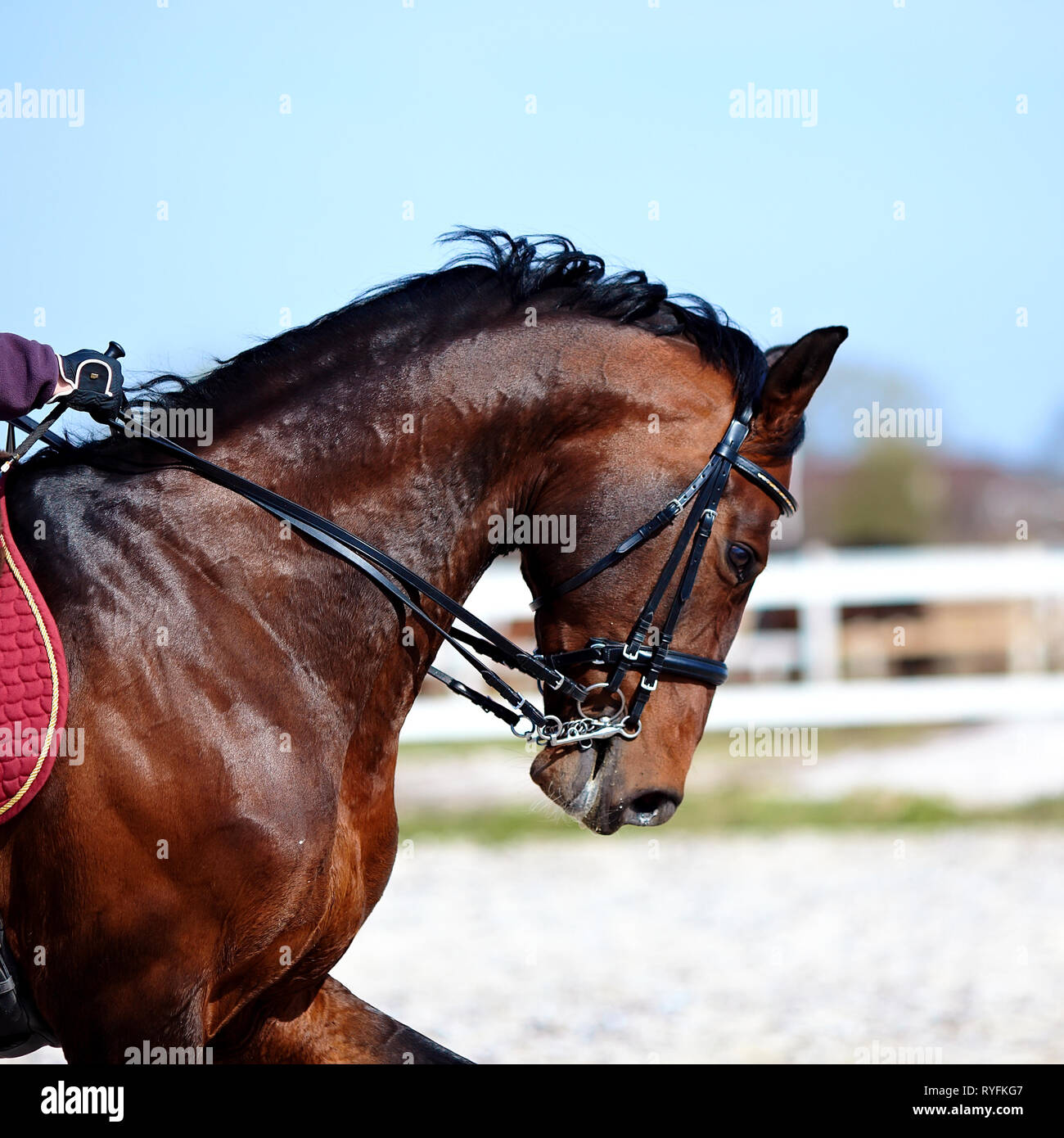 Brown stallion. Portrait of a sports brown horse. Riding on a horse ...