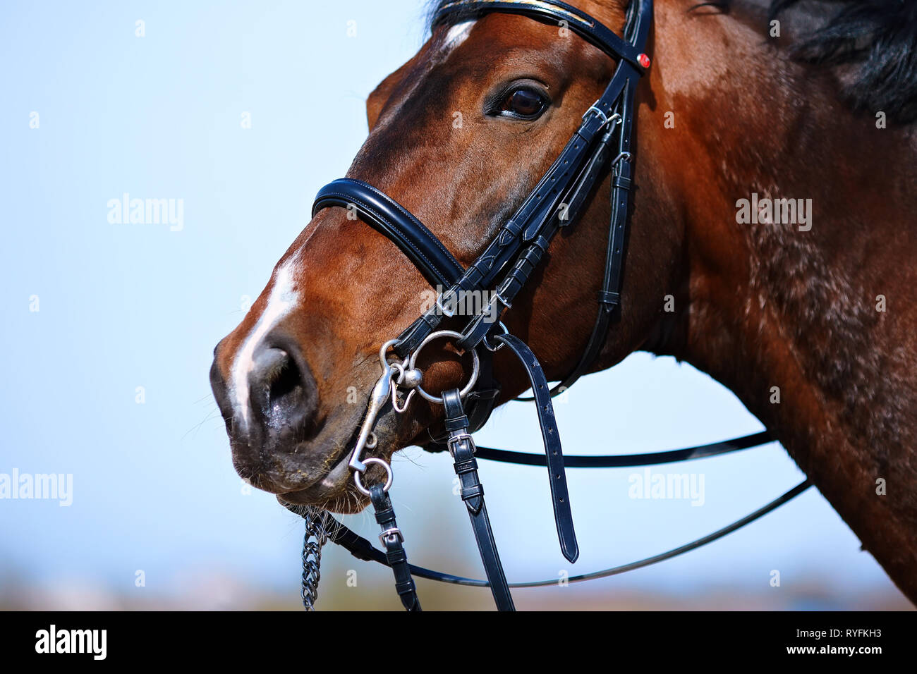Brown stallion. Portrait of a sports brown horse. Riding on a horse ...