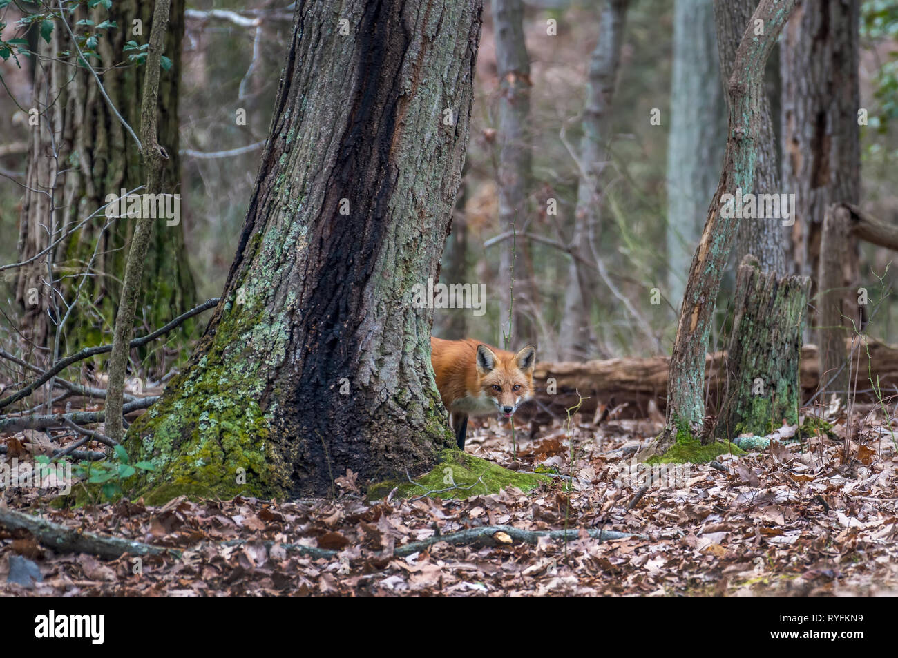 Wild Red Fox in a Maryland forest peeking from behind a tree during ...