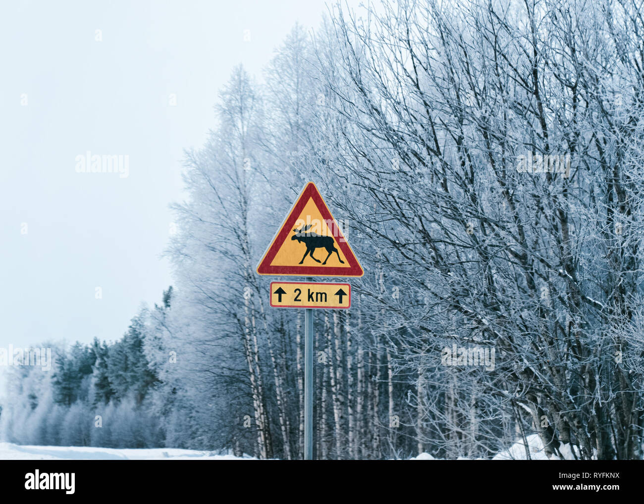 Danger Reindeer Road sign in the countryside road in snowy winter ...