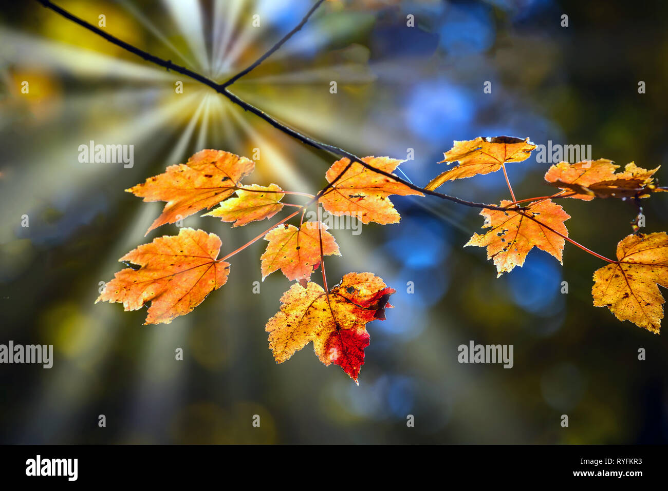 Maple leaves during Autumn on a tree branch illuminated from behind by ...