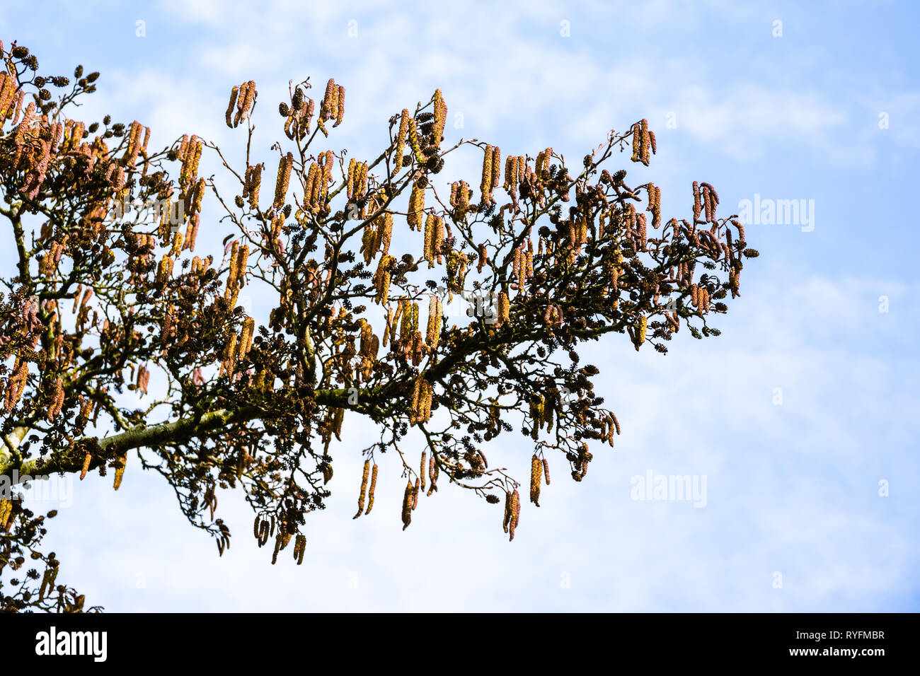 Female alder cones hi-res stock photography and images - Alamy