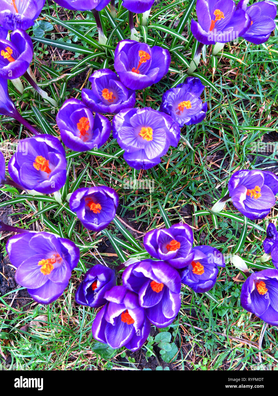 Purple crocus hi-res stock photography and images - Alamy