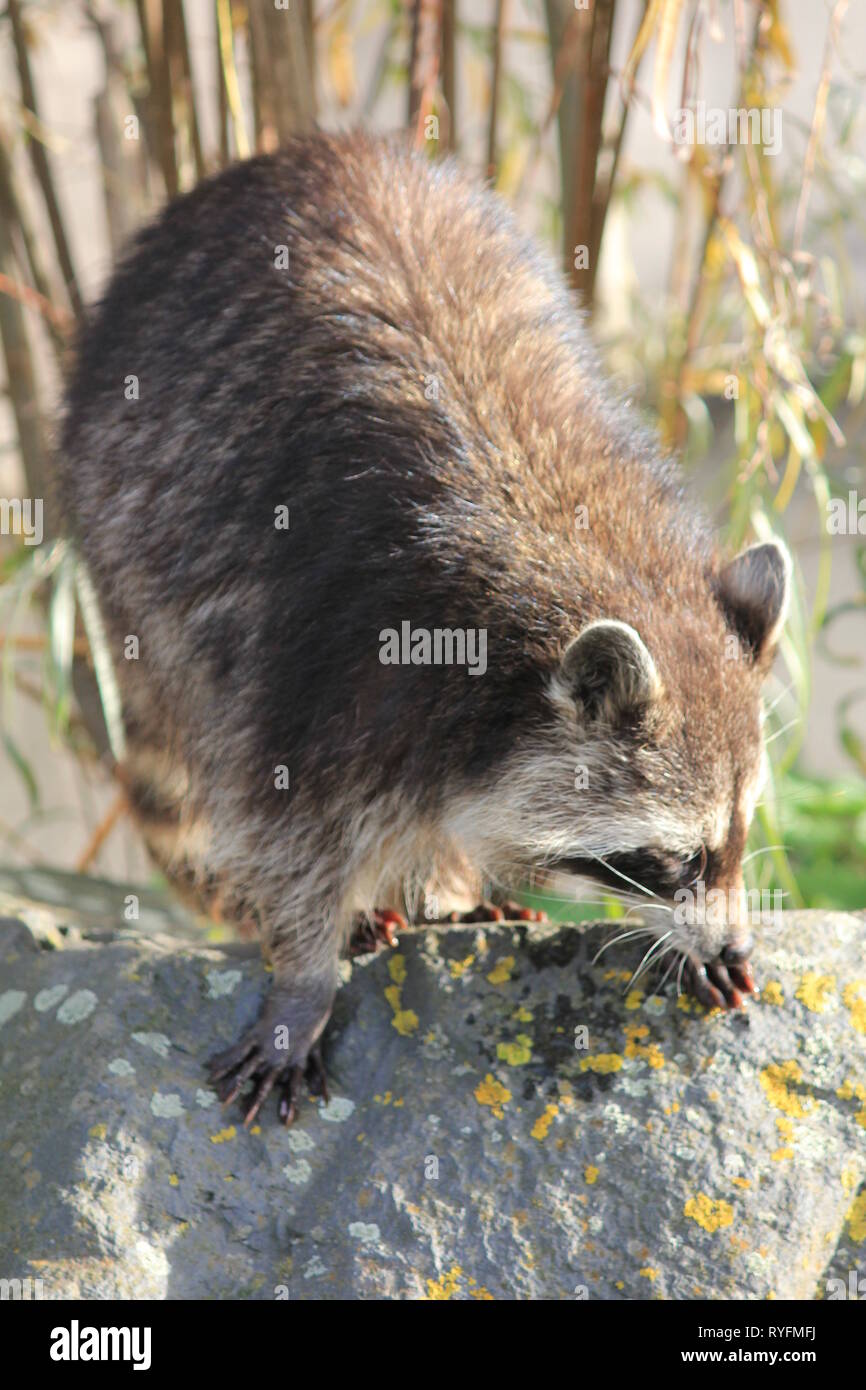 Caucasus insects hi-res stock photography and images - Alamy