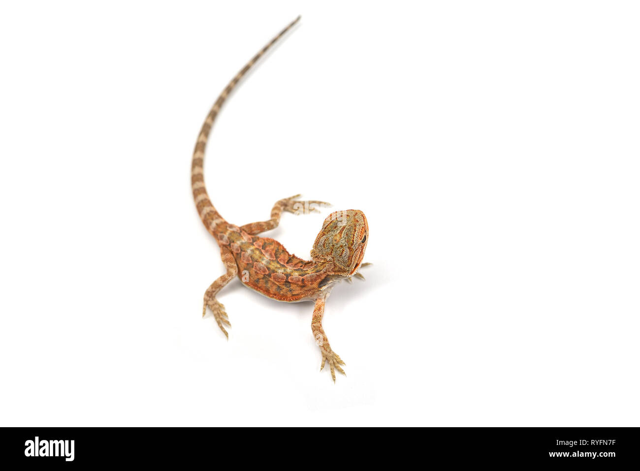 Lizard Bearded Dragon isolated on white background Stock Photo - Alamy