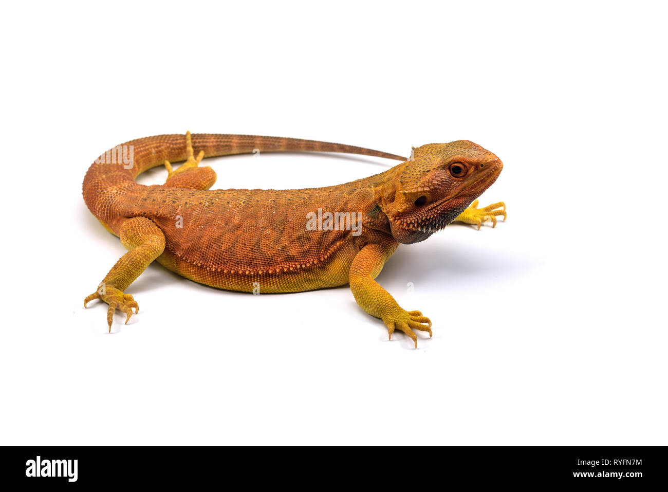 Lizard Bearded Dragon isolated on white background Stock Photo - Alamy