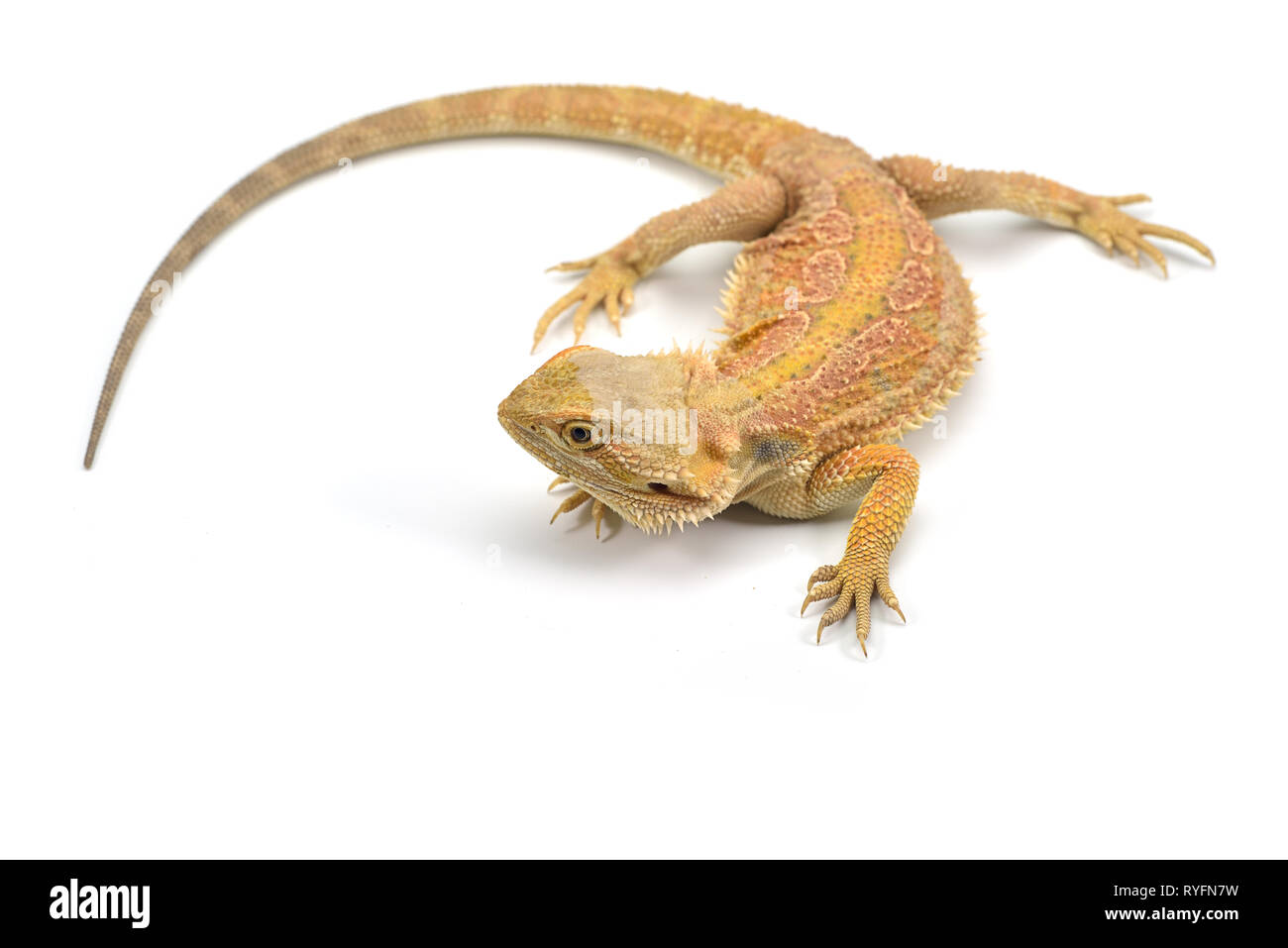 Lizard Bearded Dragon isolated on white background Stock Photo - Alamy