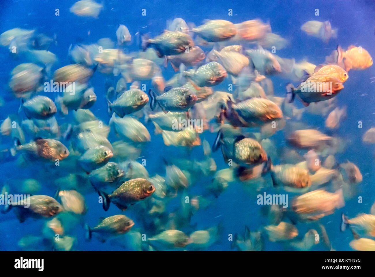 Motion blurred photograph of piranhas (Characidae Stock Photo - Alamy