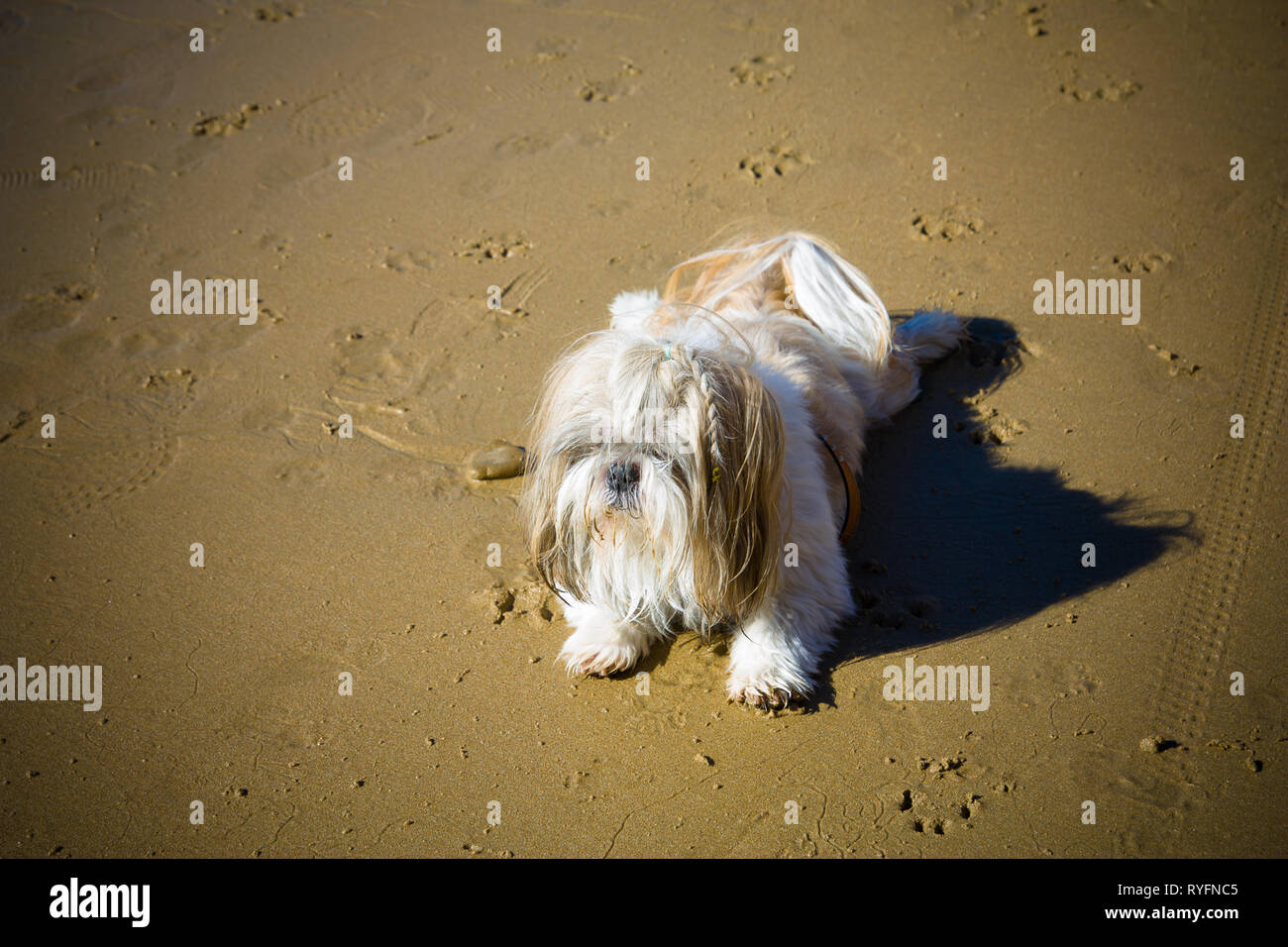 Lovely Shih-Tzu relaxed on the beach Stock Photo - Alamy