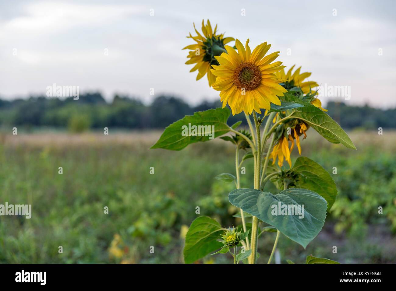 Bush sunflowers hi-res stock photography and images - Alamy