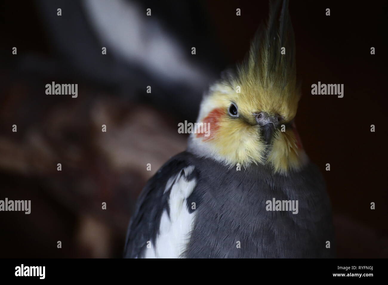 Portrait of a male cockatiel with dark background Stock Photo - Alamy
