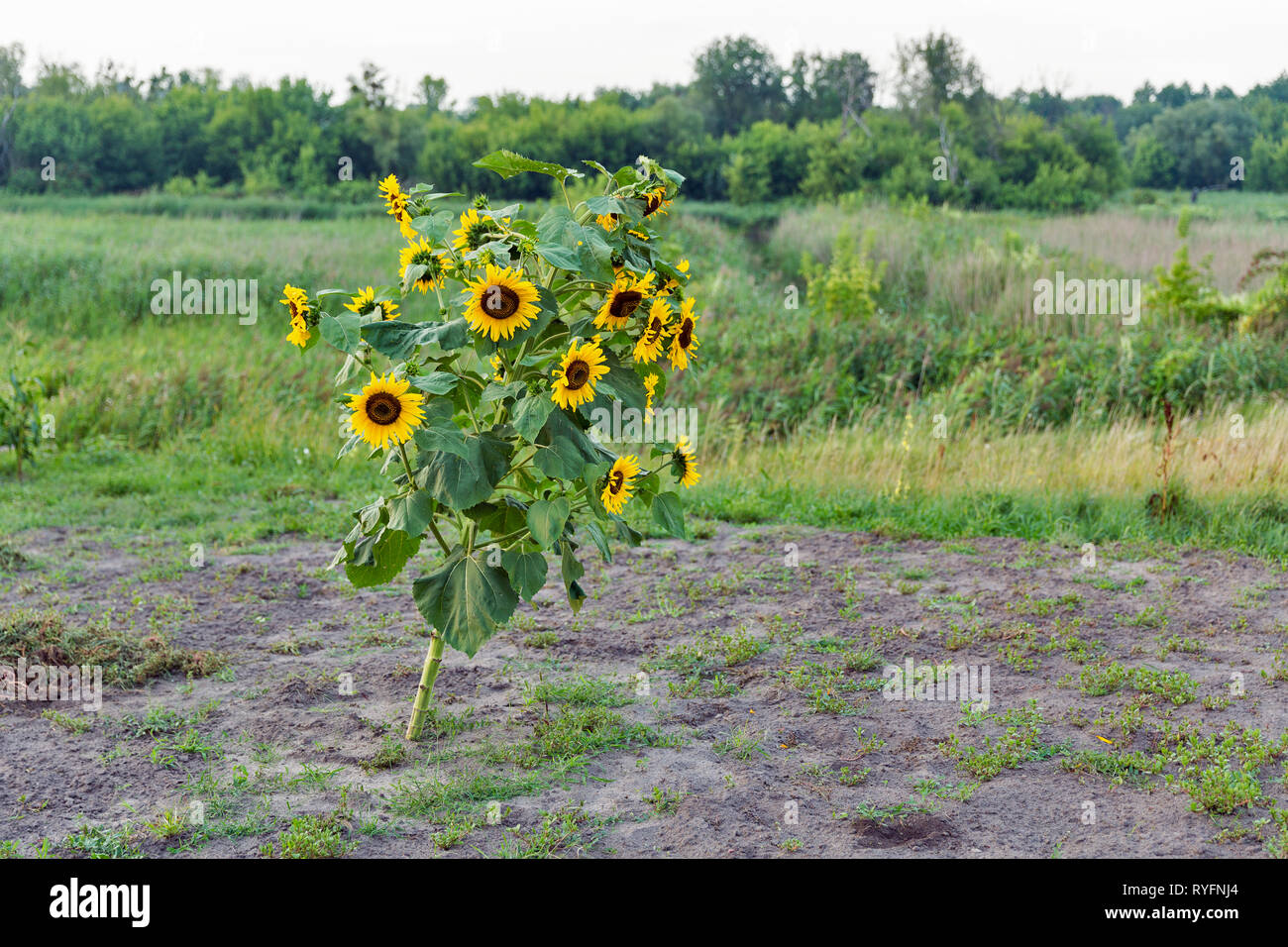 sunflowers bush in the field closeup, Ukraine Stock Photo - Alamy