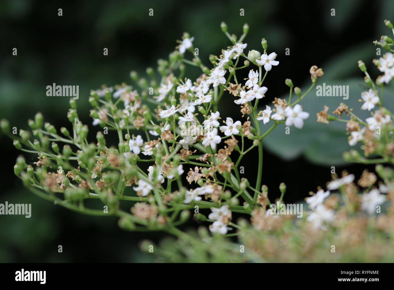 Close up plants hi-res stock photography and images - Alamy