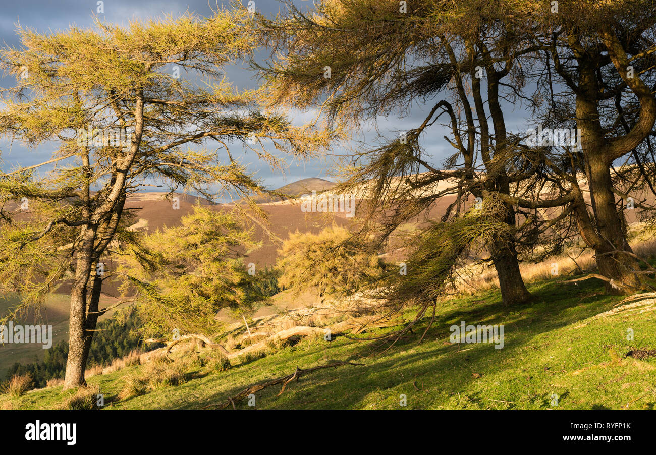 Dramatic evening light on larch trees on the slopes of Culter Fell near ...