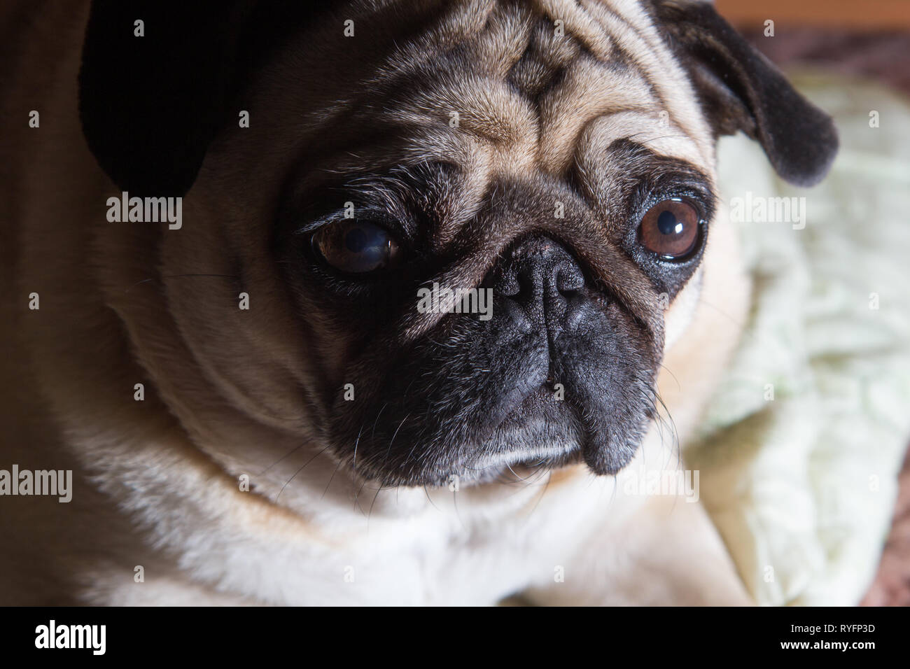 serious pug dog portrait Stock Photo - Alamy