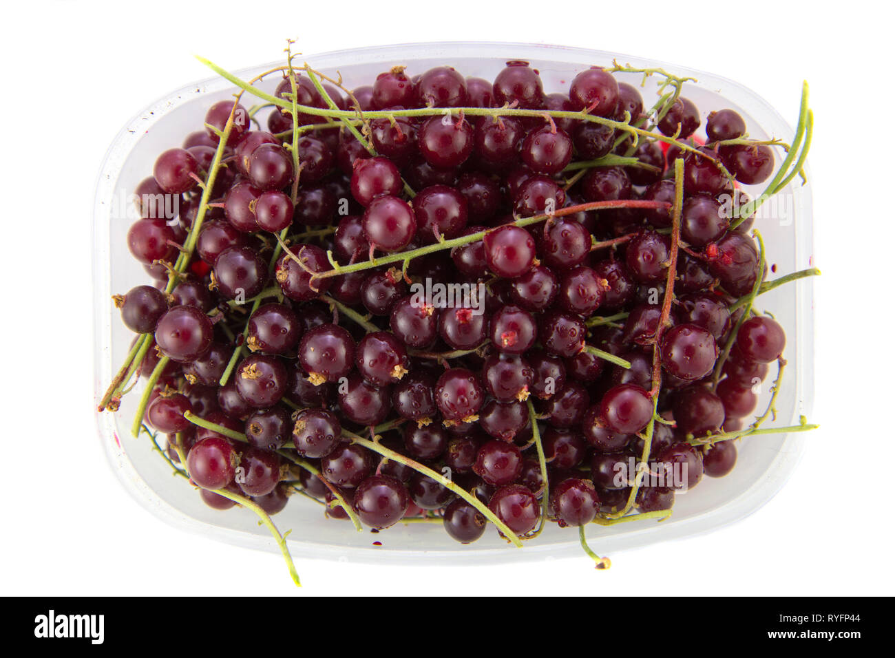 Red currants in container Stock Photo - Alamy