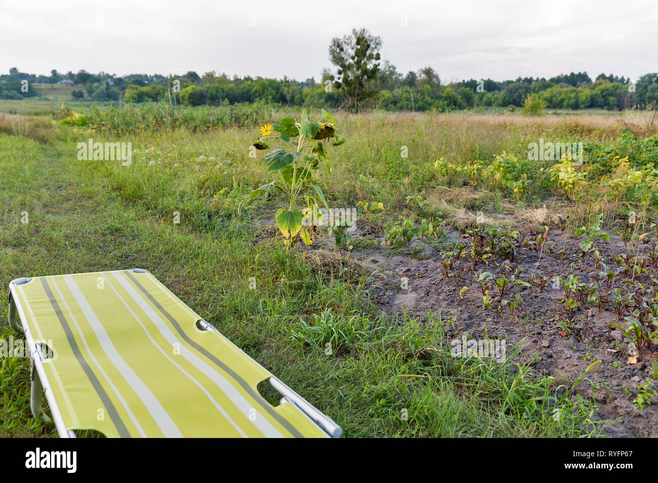 Rural sunset summer landscape with cot and vegetable garden, Central ...