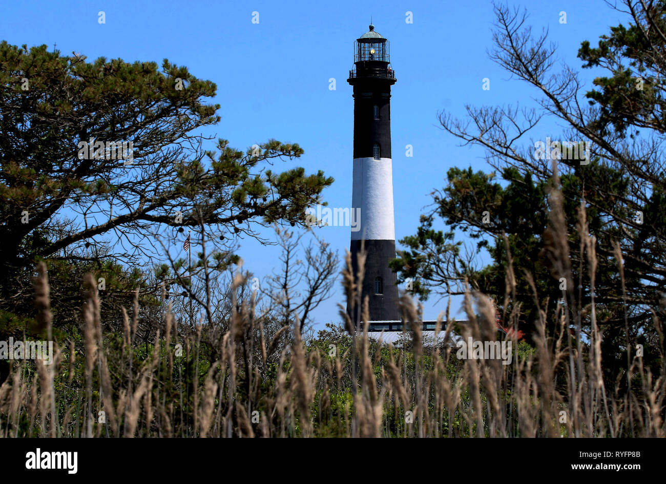 The Fire Island Lighthouse looking up out of the thick green and brown ...