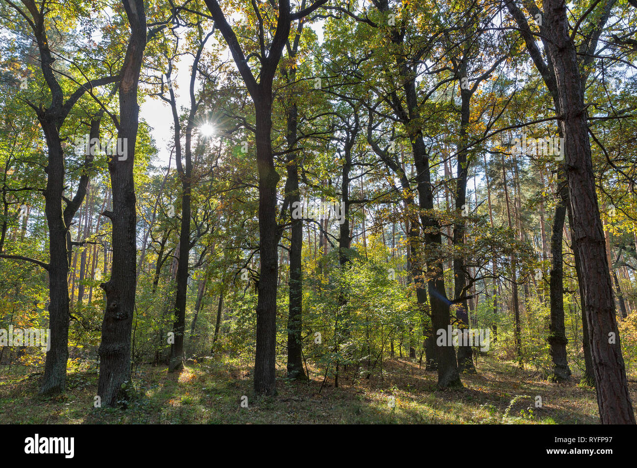 Magnificent oak tree hi-res stock photography and images - Alamy