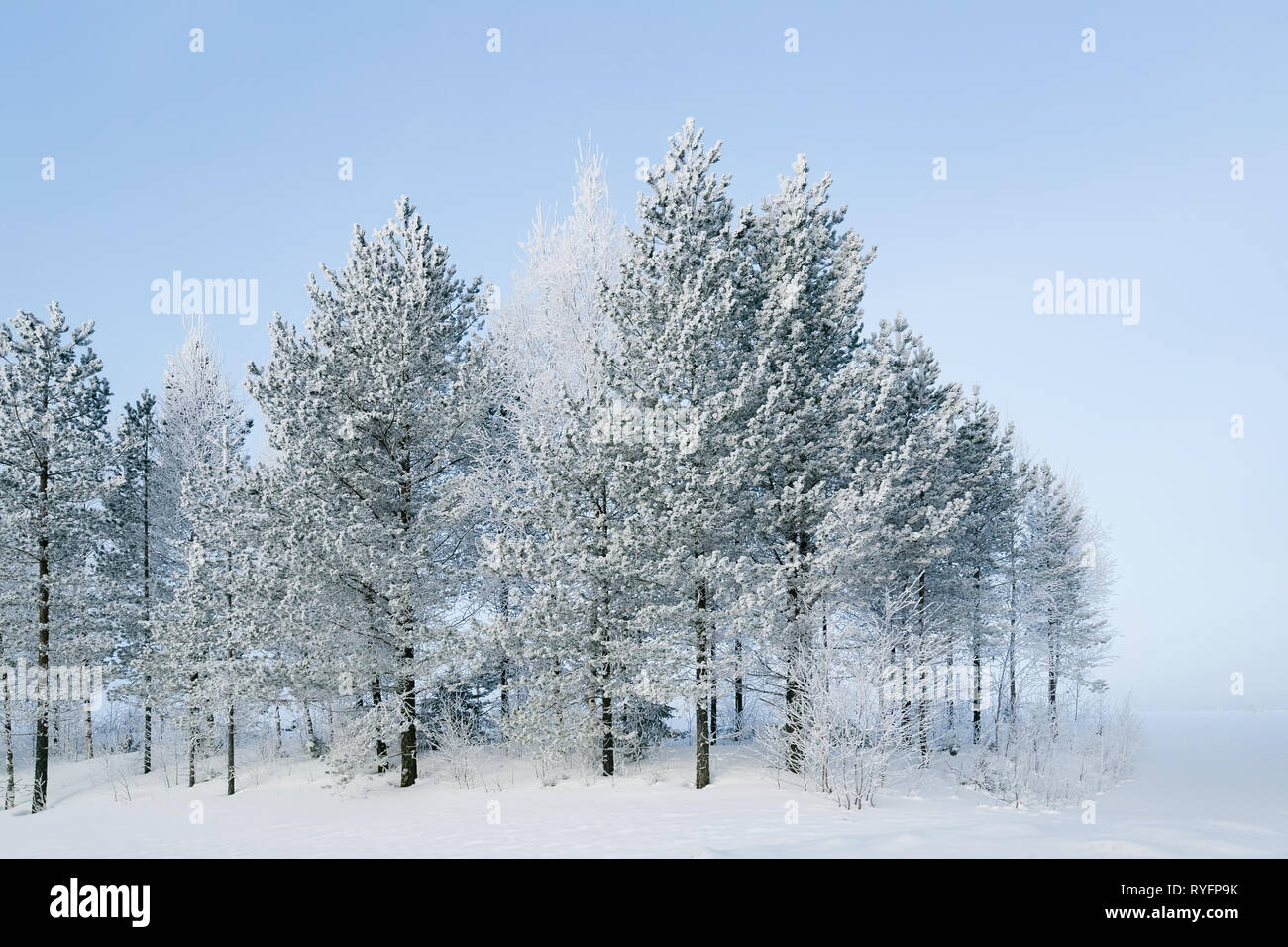 Snowy countryside and forest at winter Rovaniemi, Lapland, Finland ...