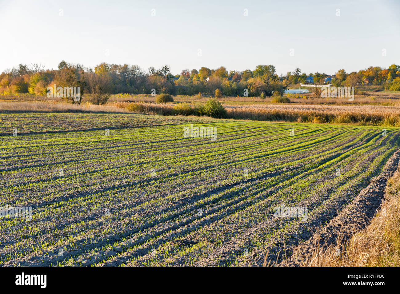 Rural scene organic crop field hi-res stock photography and images - Alamy
