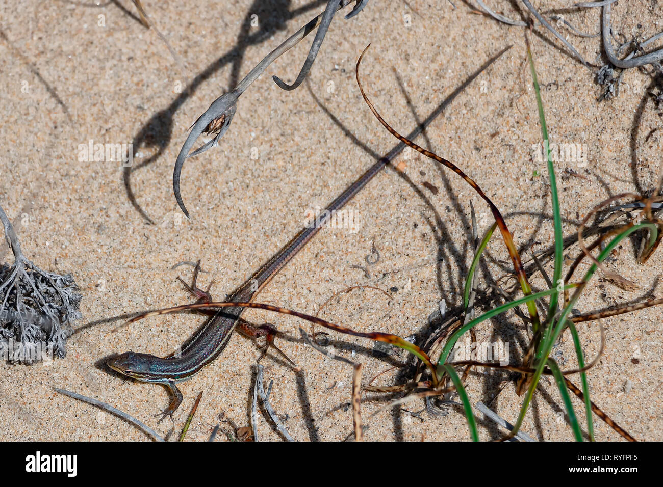 Lizard sunbathing on a Beach. Close-up view. Fauna of Spain ...