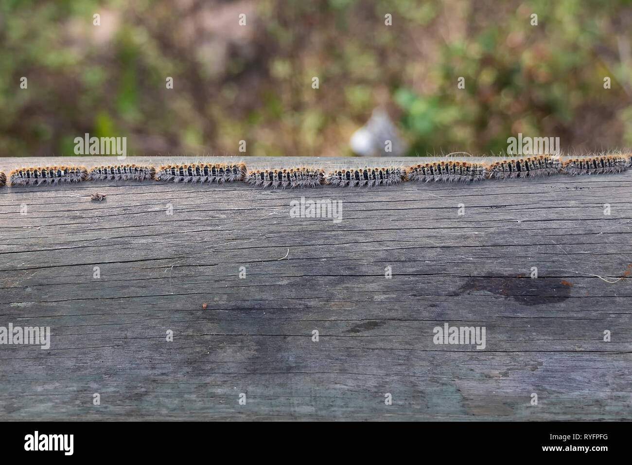 Procession caterpillar hi-res stock photography and images - Alamy
