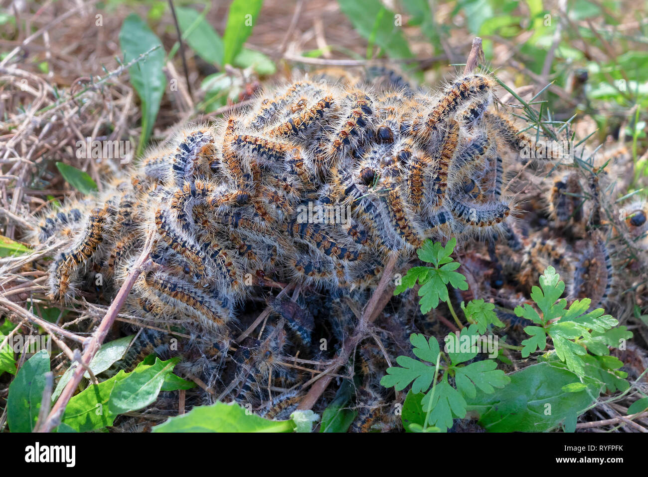 Pine processionary nest Stock Photo - Alamy